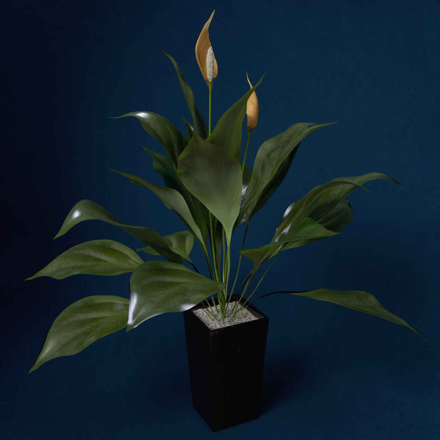 3d peace lily plants