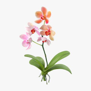 Orchid 3D Models for Download | TurboSquid