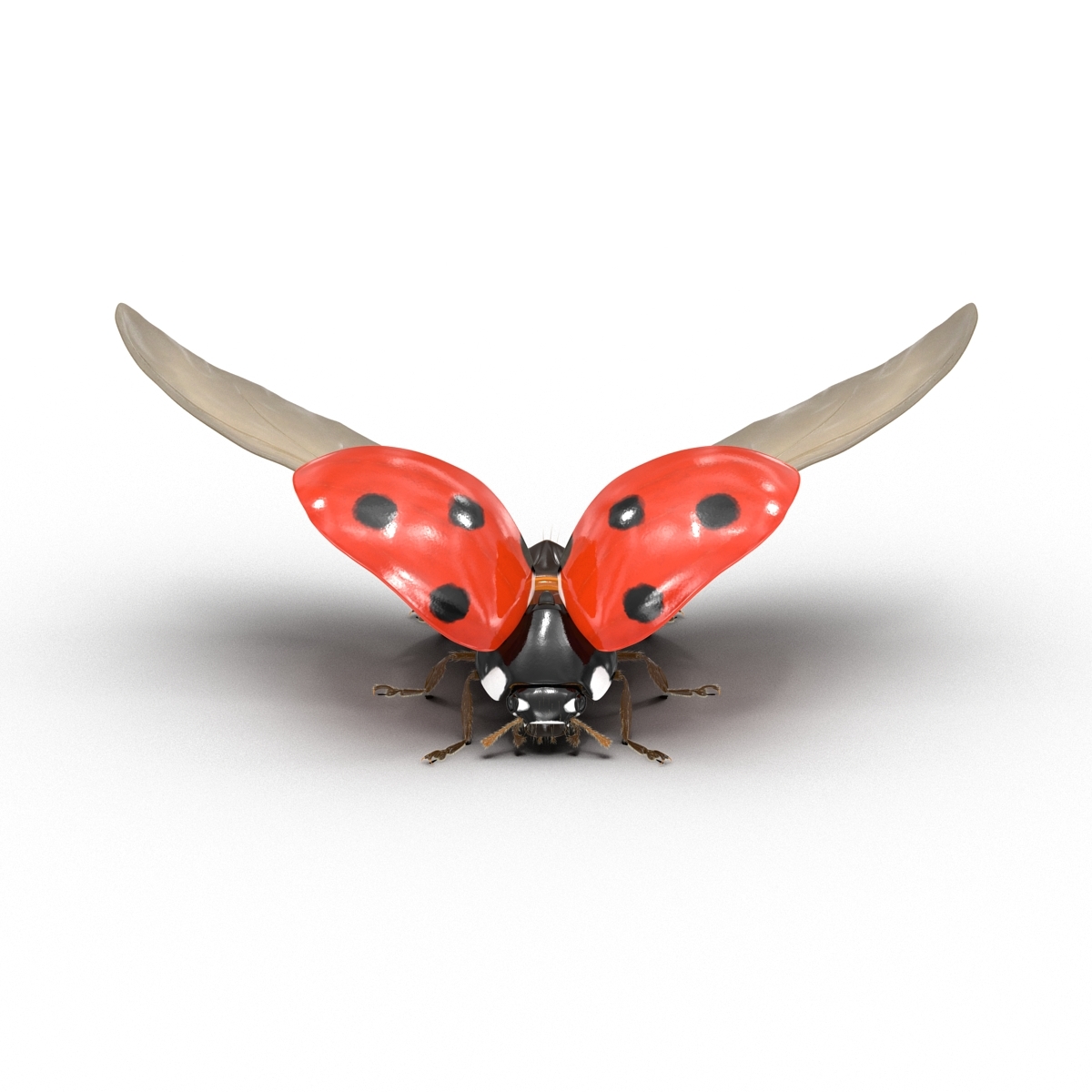 3d model flying ladybug fur