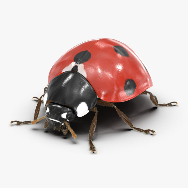 Ladybug 3D Models for Download | TurboSquid