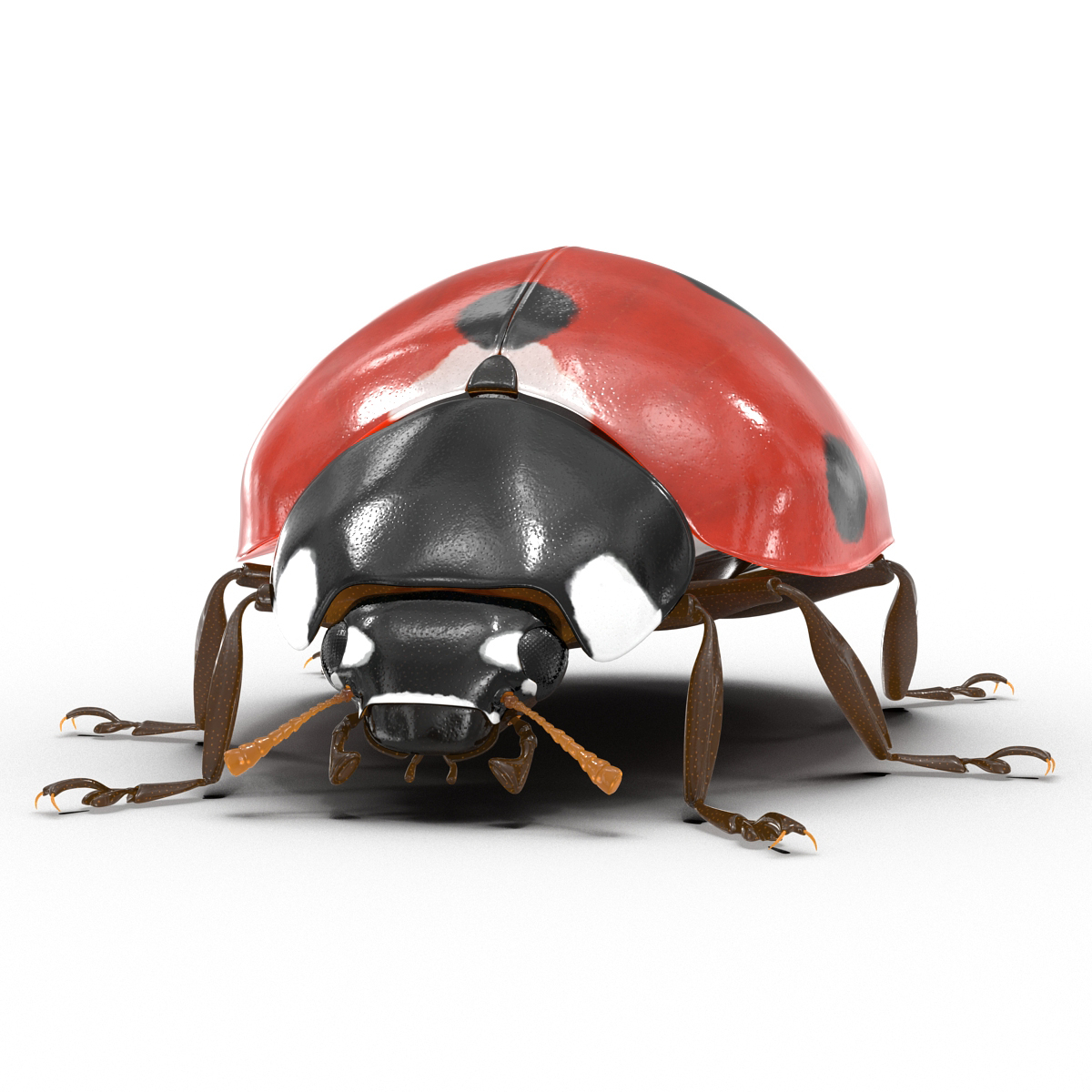 3d model ladybug bug lady