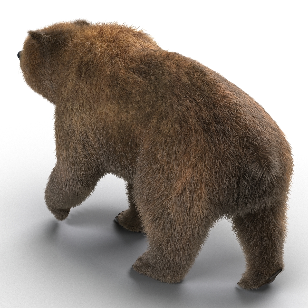 brown bear fur rigged 3d model