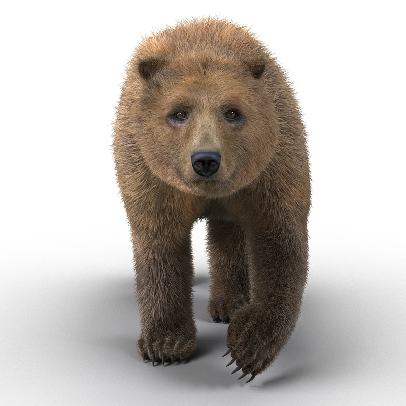 brown bear fur rigged 3d model
