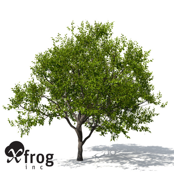 Tree SketchUp Models for Download | TurboSquid