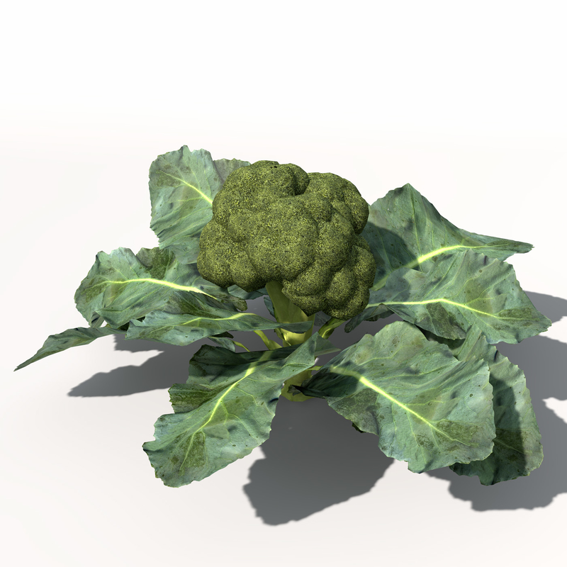 broccoli plant 3d model