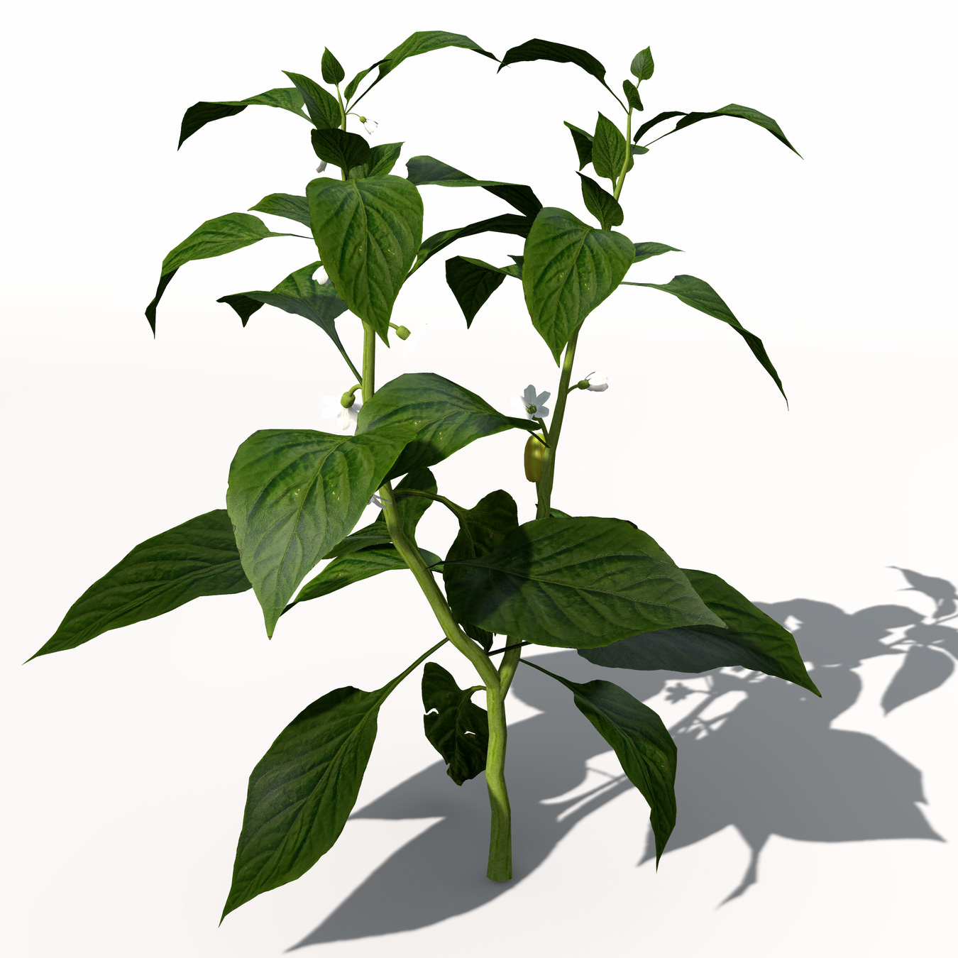 xfrogplants chili pepper plant 3d obj