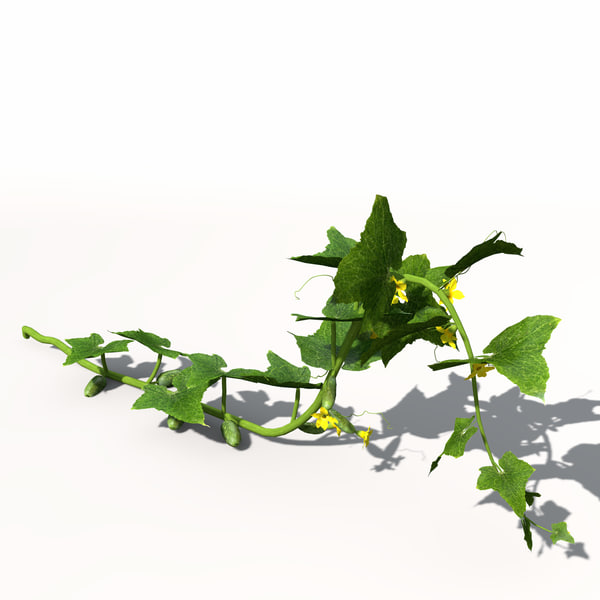 xfrogplants cucumber plant obj