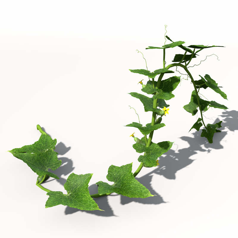 xfrogplants cucumber plant obj