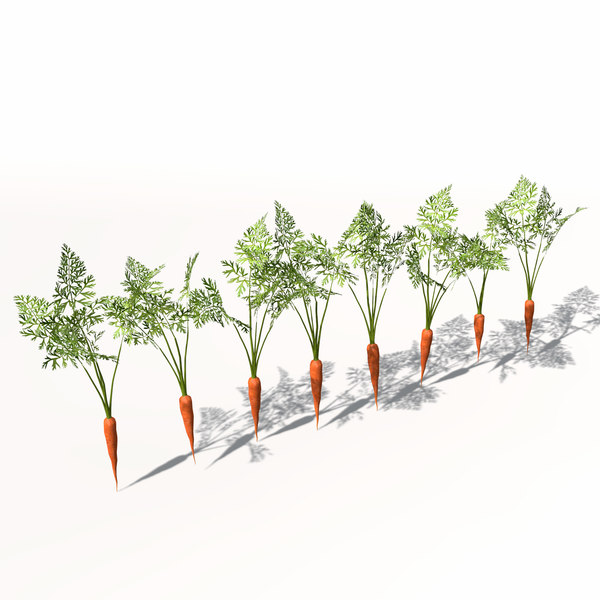 carrot plant 3d model
