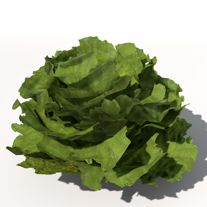 lettuce plant 3d model