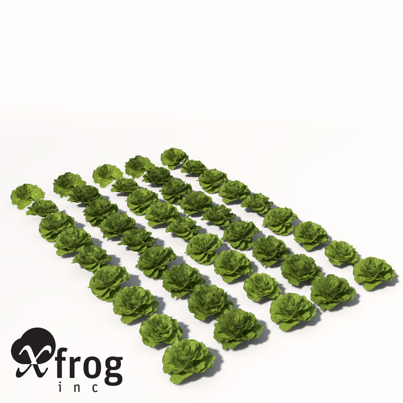 lettuce plant 3d model