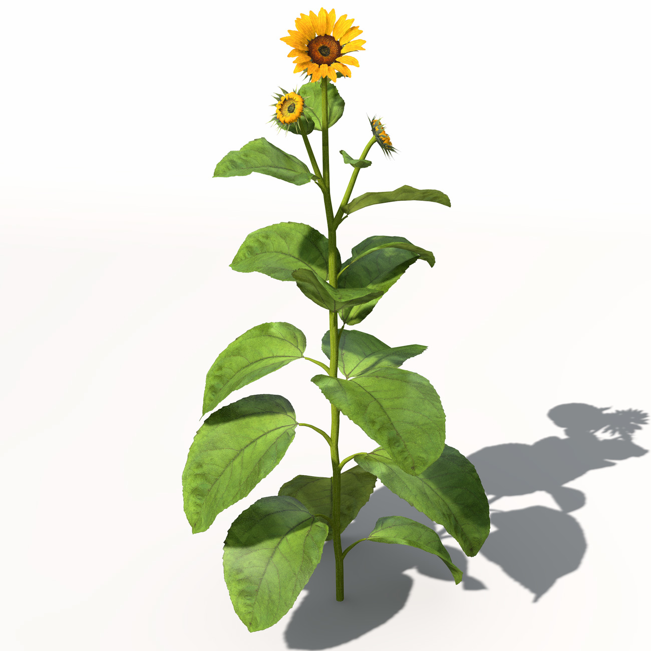 sunflower plant sun 3d model