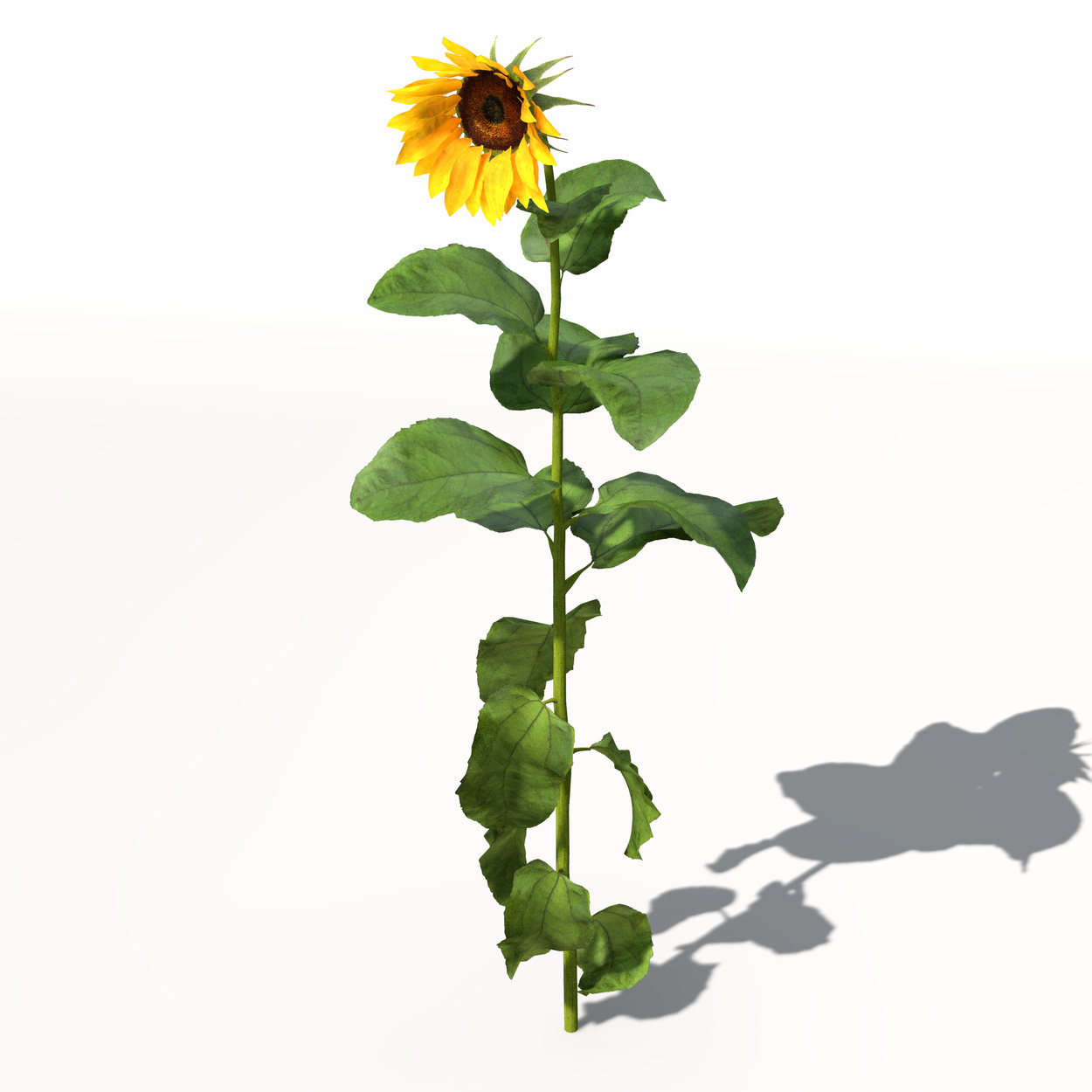 sunflower plant sun 3d model