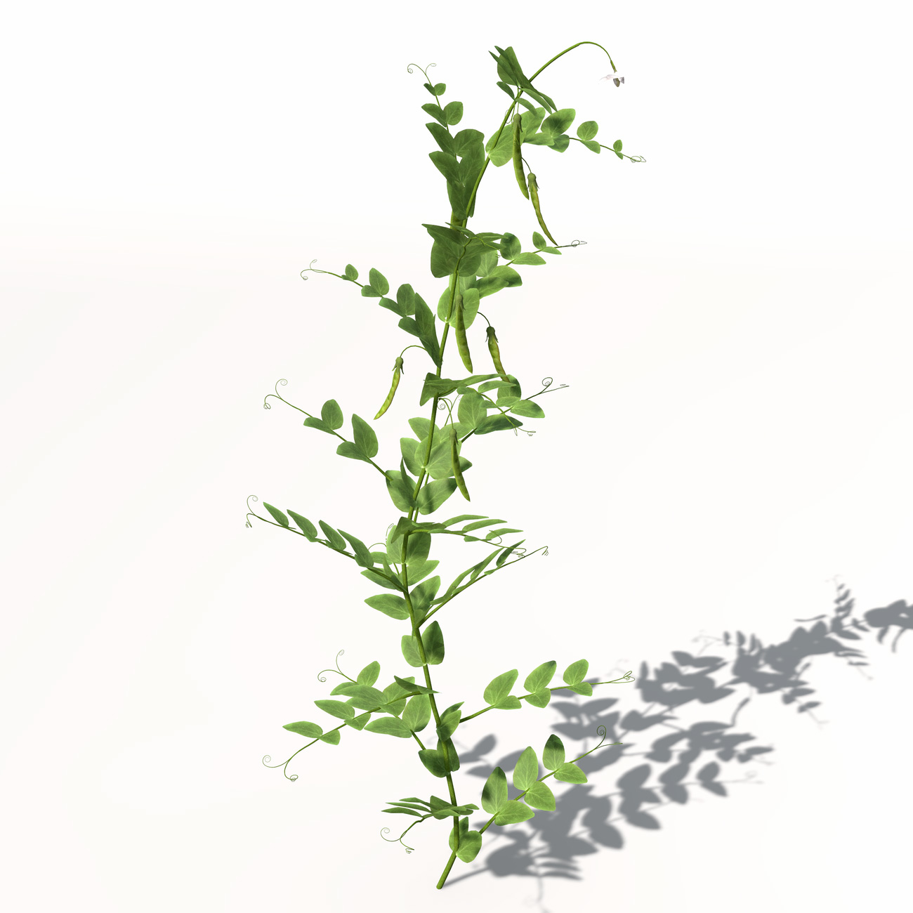 peas plant 3d model