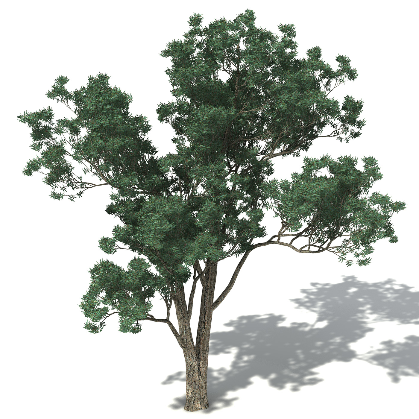 jarrah tree 3d model