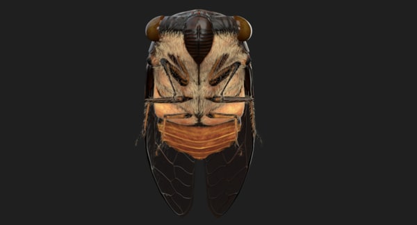 rigged cicada 3d model