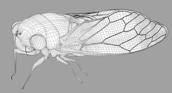 rigged cicada 3d model