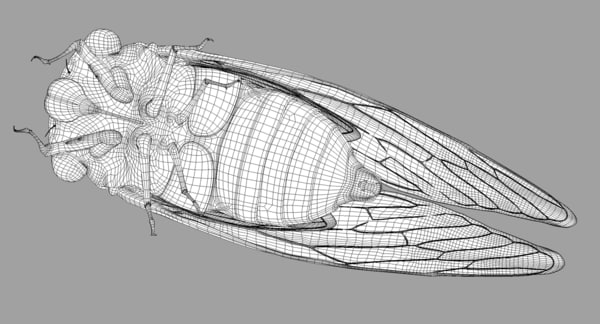 rigged cicada 3d model