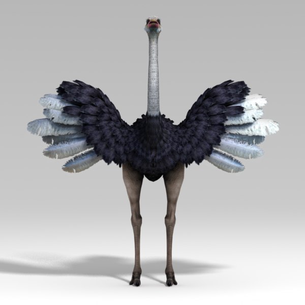 3d ostrich