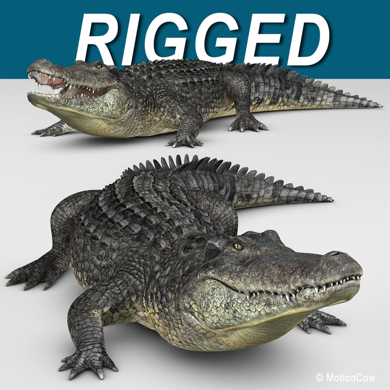 3d realistic alligator
