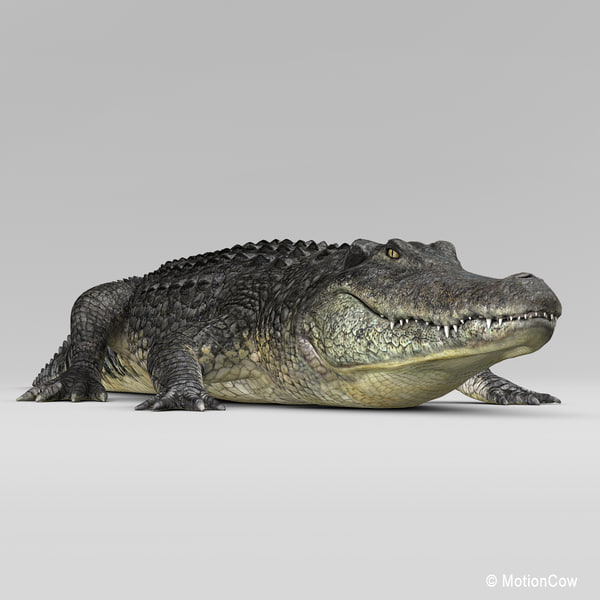 3d realistic alligator