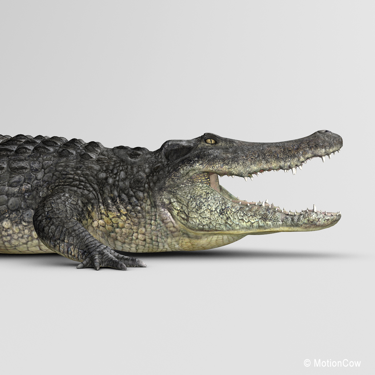 3d realistic alligator