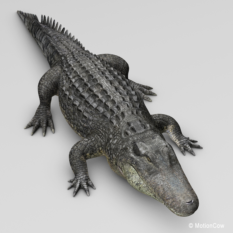 3d realistic alligator