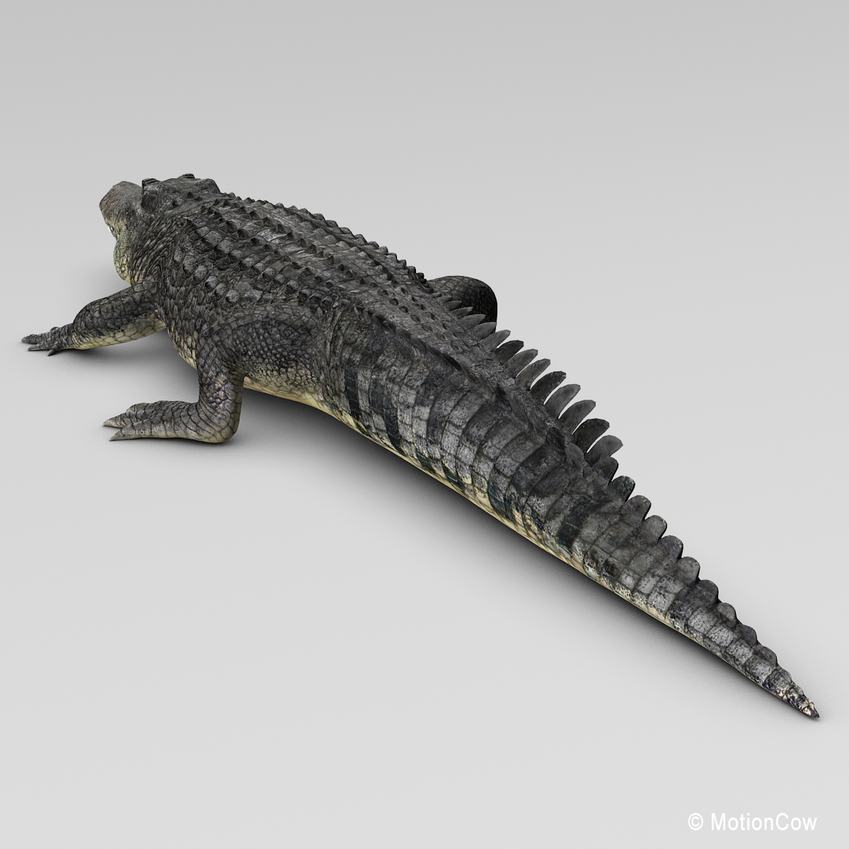 3d realistic alligator