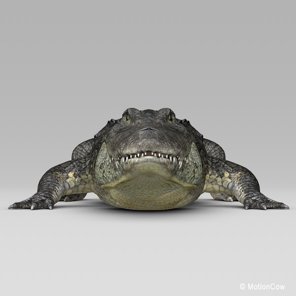 3d realistic alligator