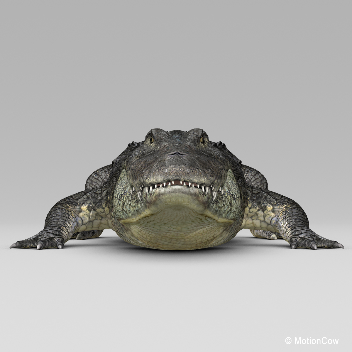 3d realistic alligator