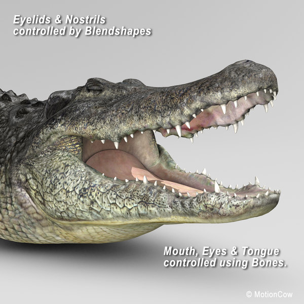 3d realistic alligator