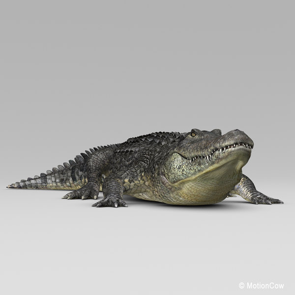 3d realistic alligator