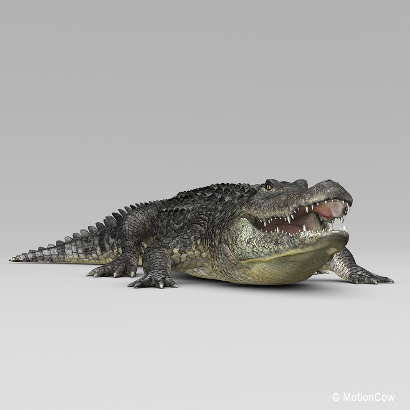 3d realistic alligator