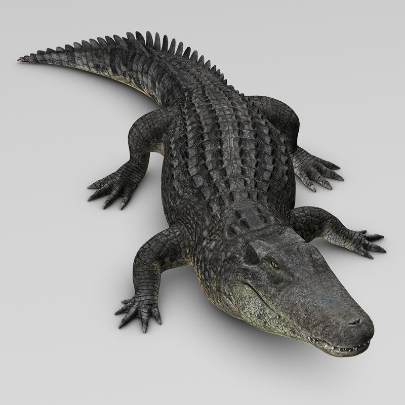 3d realistic alligator