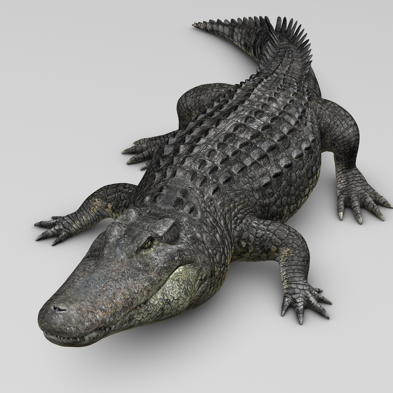 3d realistic alligator