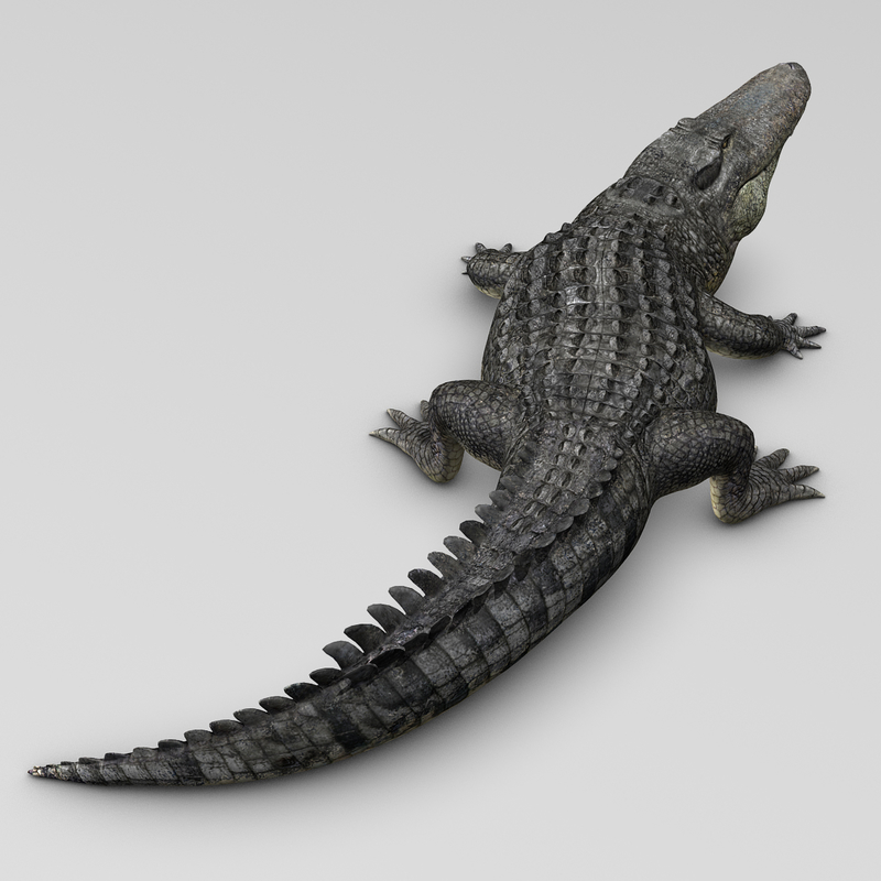3d realistic alligator