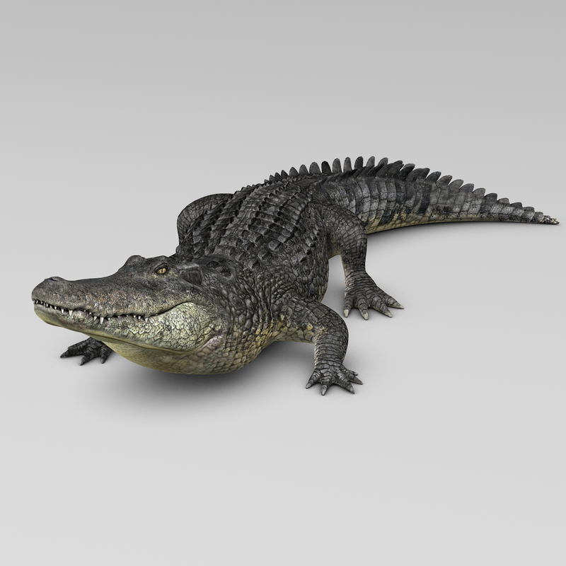 3d realistic alligator