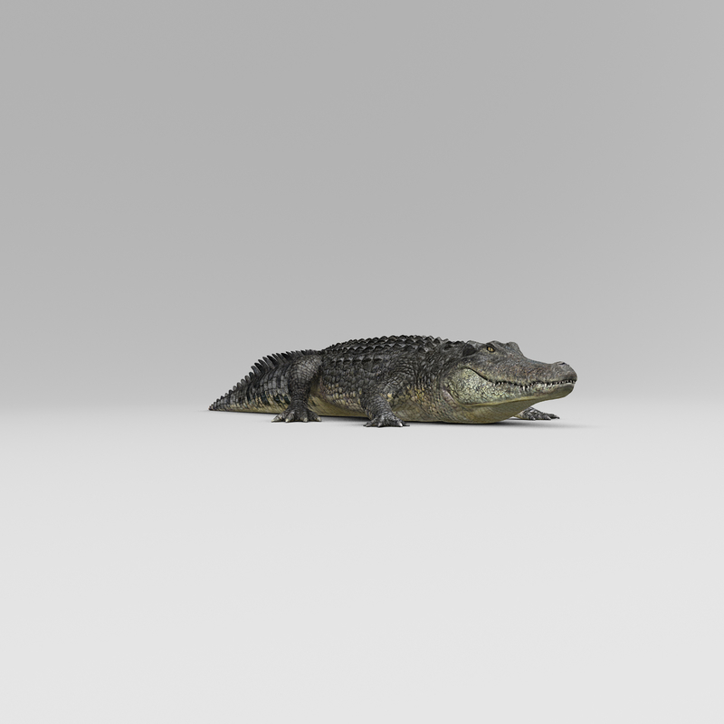 3d realistic alligator