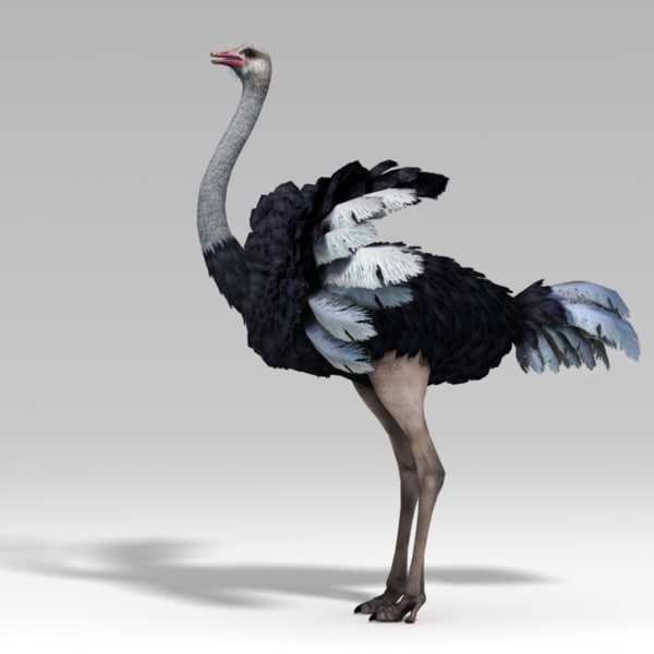 3d ostrich