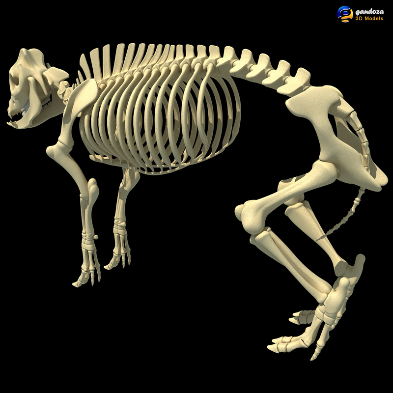 3d model pig skeleton