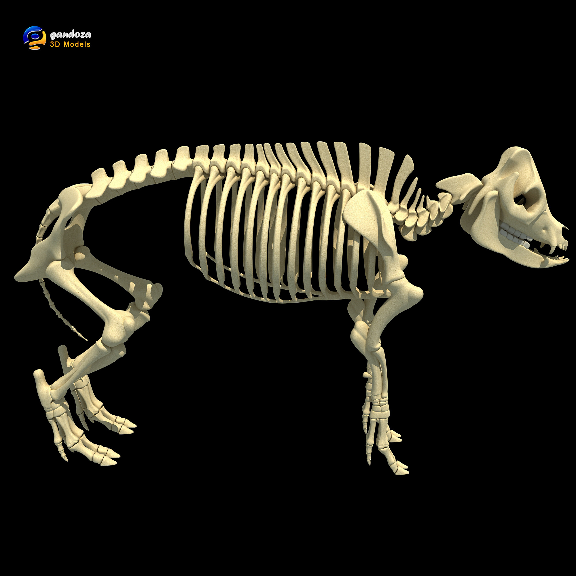 3d model pig skeleton