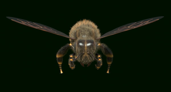 3d rigged bees flower animate