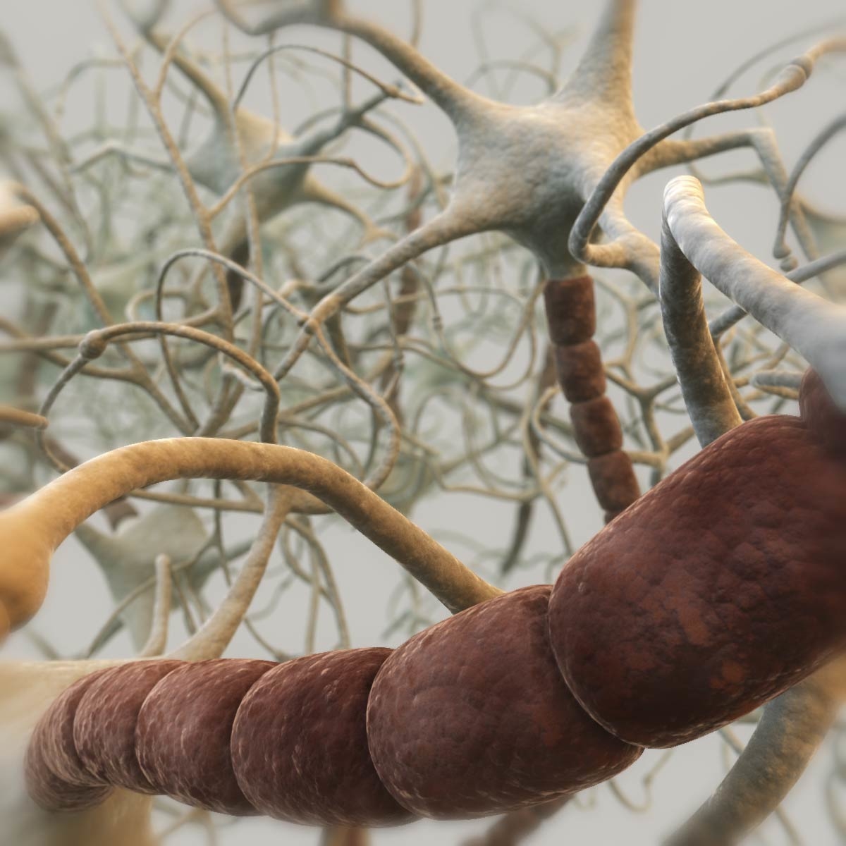 3d neural neurons model