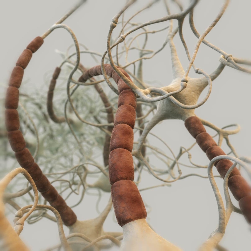 3d neural neurons model