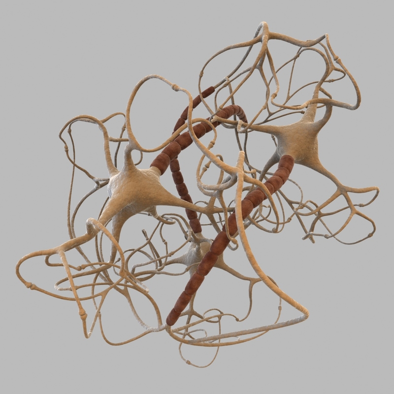 3d neural neurons model