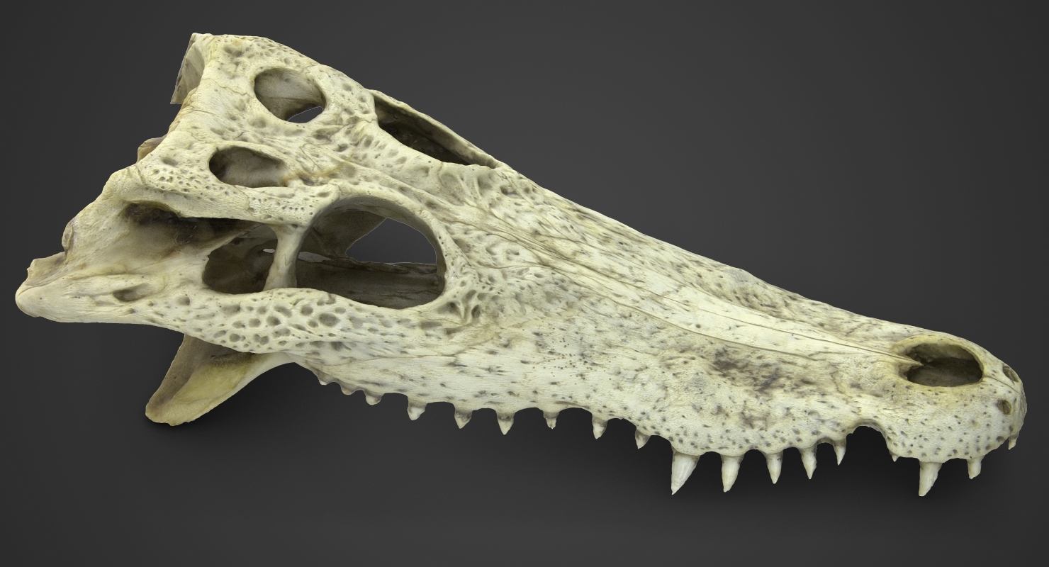 crocodile skull scan 3d obj