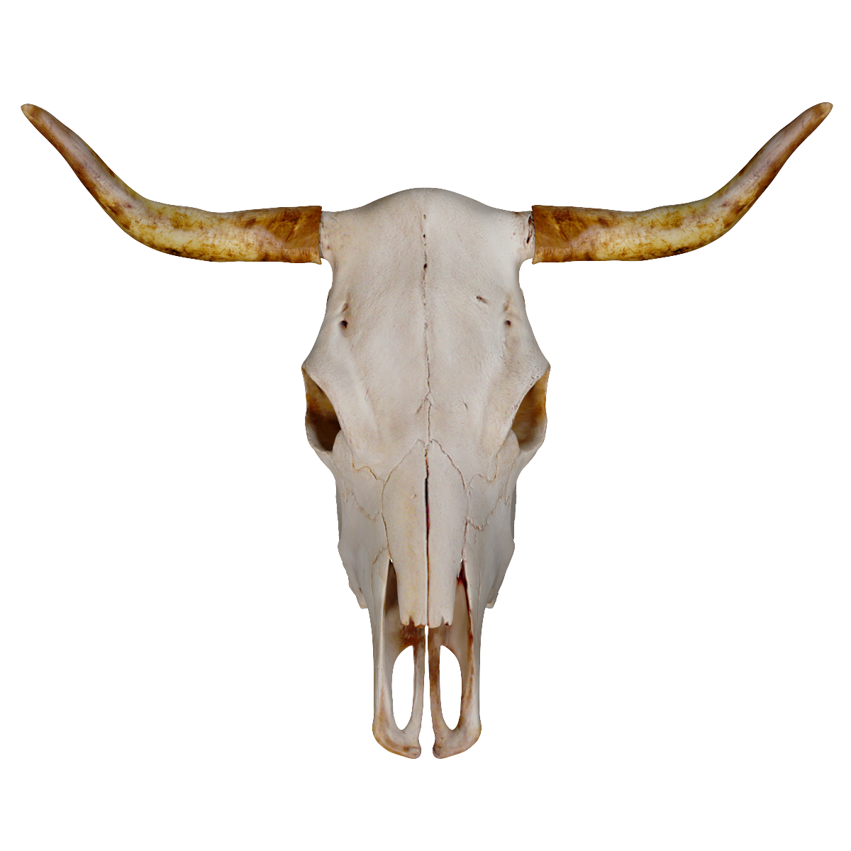 3d bull skull model