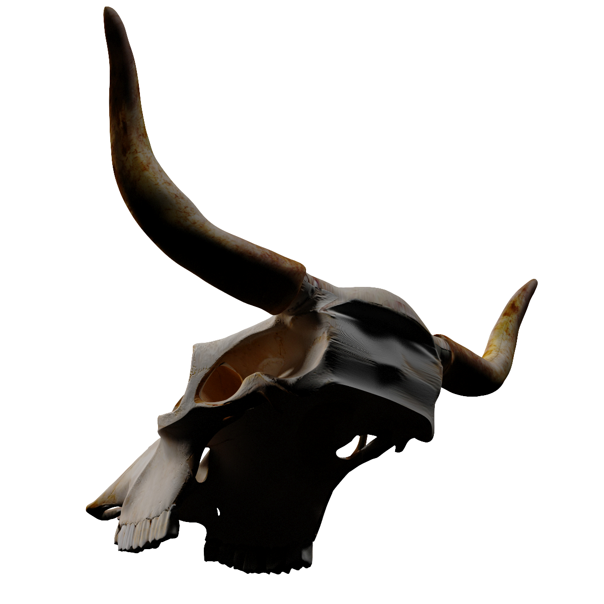 3d bull skull model