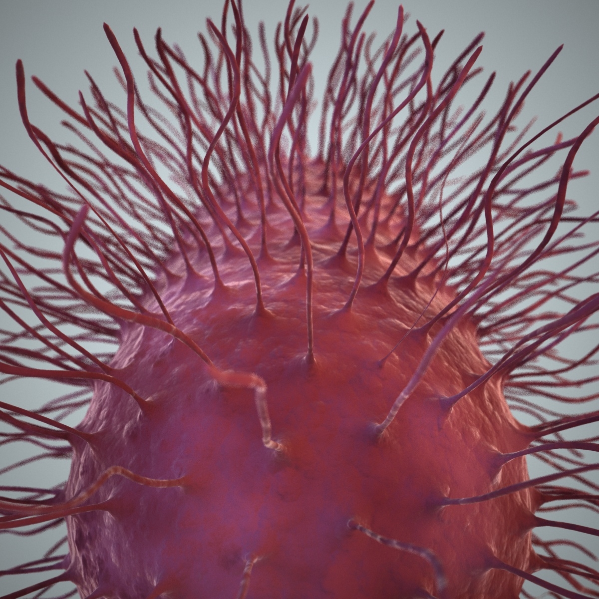free colon bacillus 3d model