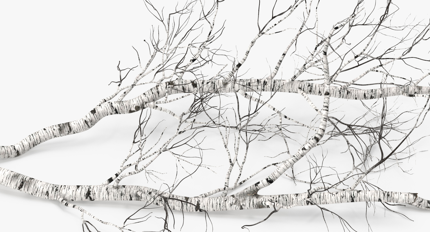 fallen logs birch 01 3d model